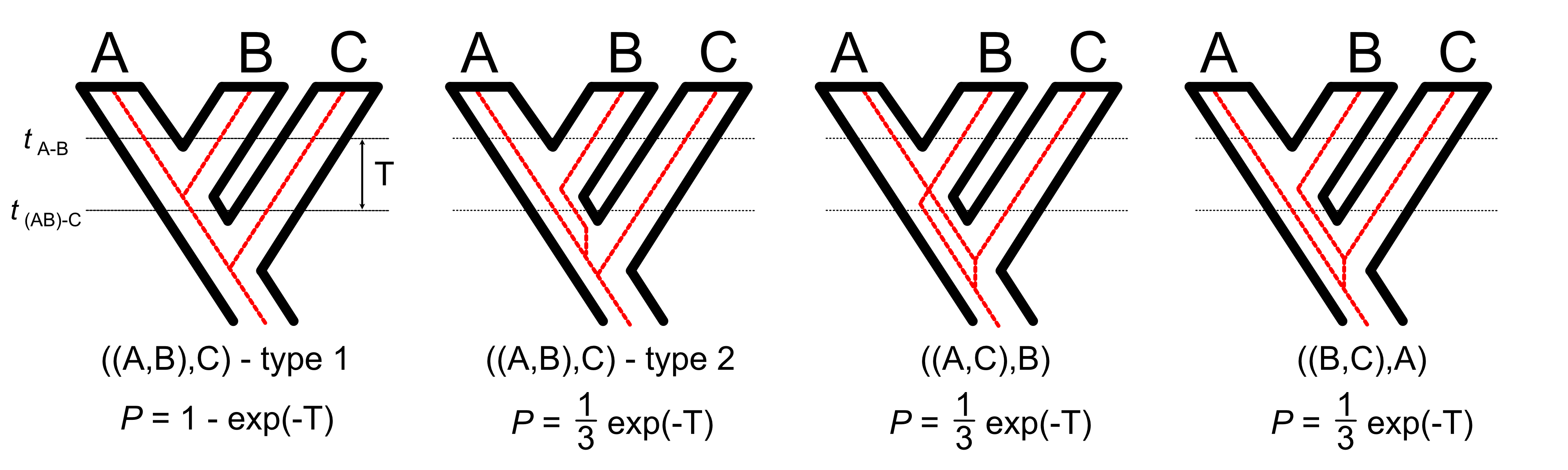 Source https://commons.wikimedia.org/wiki/File:Multispecies_coalescent.jpg